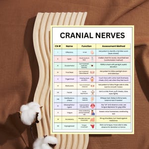 Cranial Nerves Study Guide 12 Cranial Nerves Cheat Sheet - Cranial ...