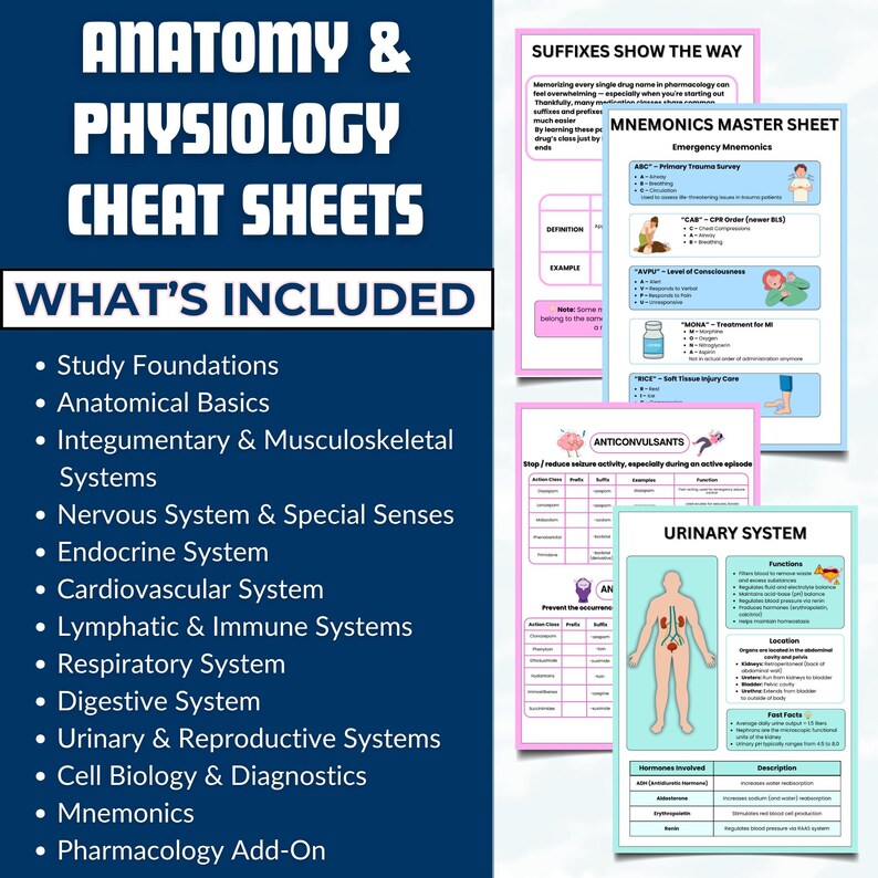 Anatomy & Physiology Study Guide Bundle | Nursing School Notes (PDF) - Etsy