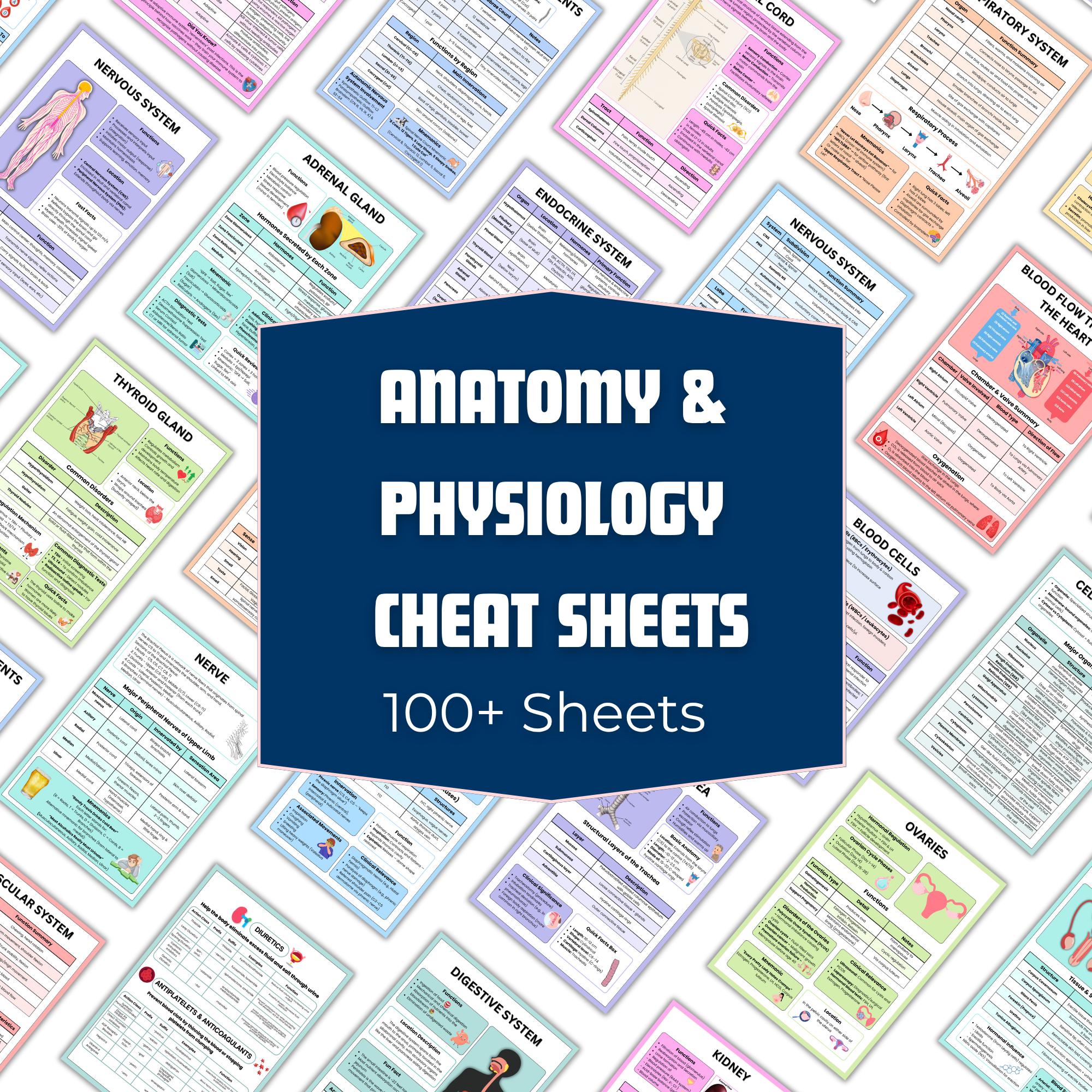 Anatomy & Physiology Study Guide Bundle | Nursing School Notes (PDF) - Etsy