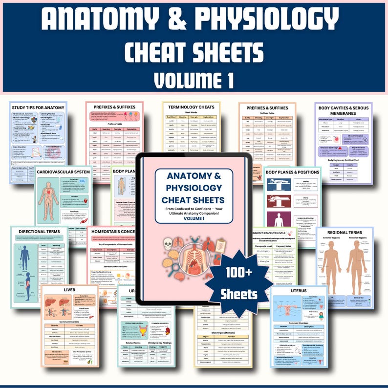 Anatomy & Physiology Study Guide Bundle | Nursing School Notes (PDF) - Etsy