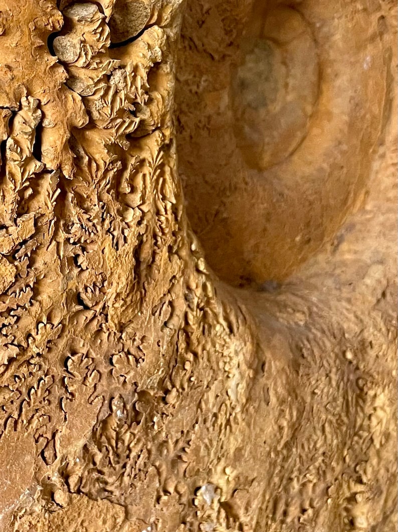 Huge Fossil for Sale - Etsy