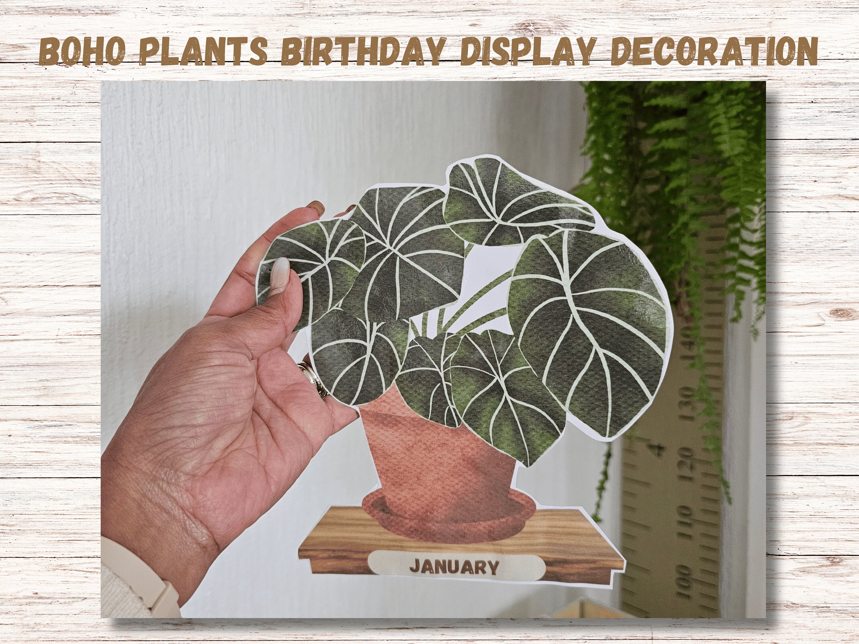 BOHO PLANTS Birthday Display | Birthday Chart | Plants | Boho Plants ...