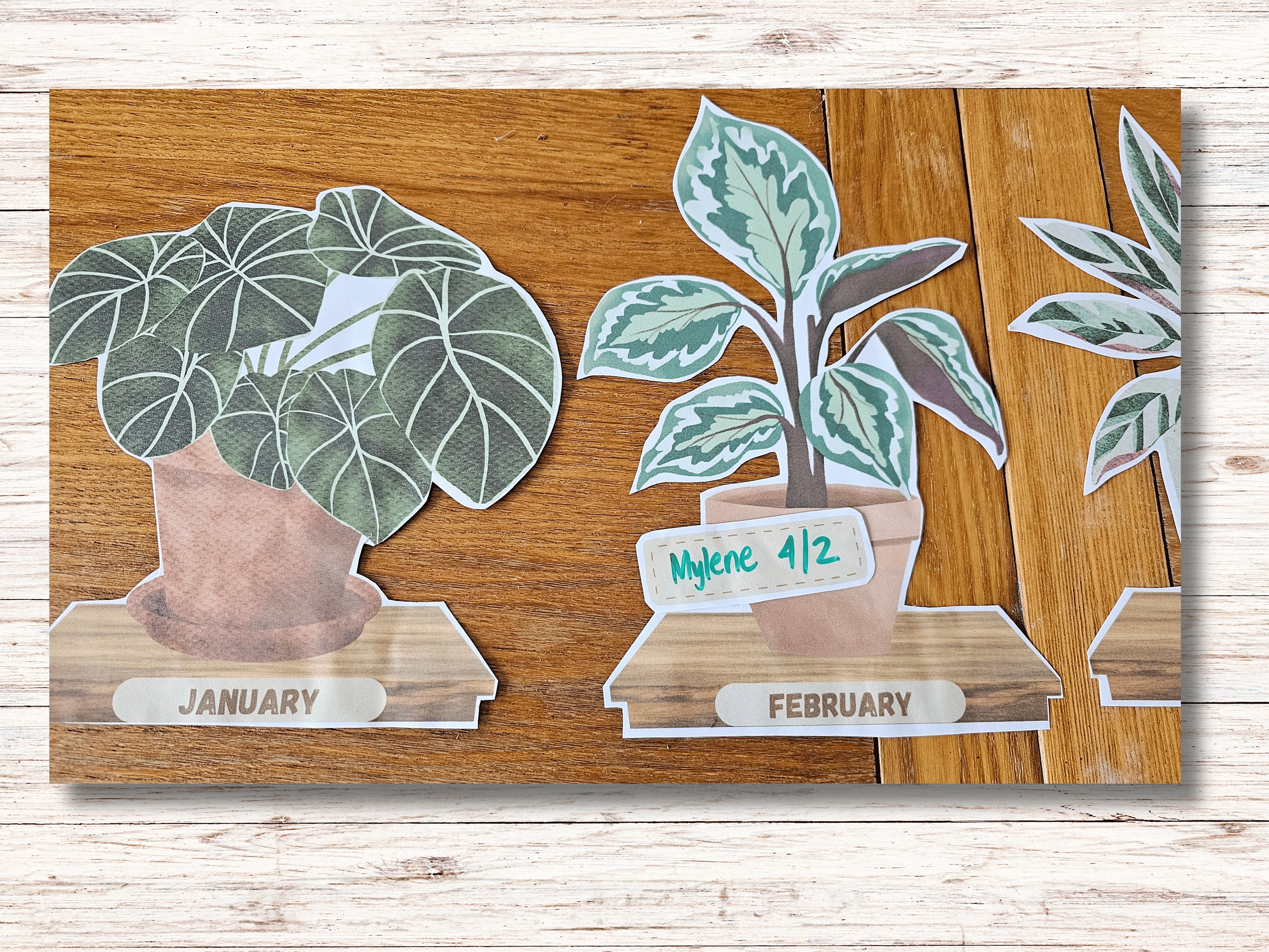 BOHO PLANTS Birthday Display | Birthday Chart | Plants | Boho Plants ...