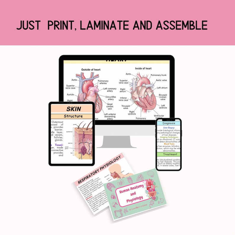 Anatomy and Physiology Flashcards Bundle DIGITAL DOWNLOAD for Student ...