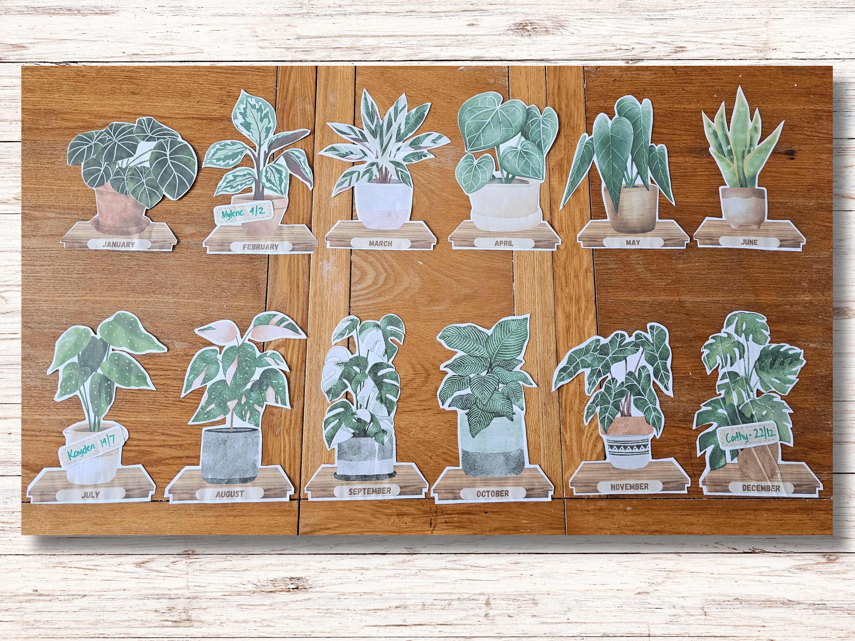 BOHO PLANTS Birthday Display | Birthday Chart | Plants | Boho Plants ...