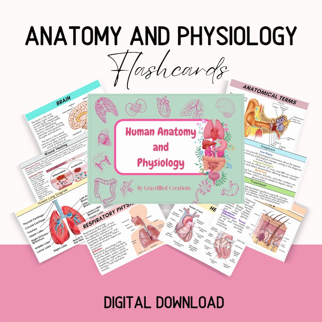 Anatomy and Physiology Flashcards Bundle DIGITAL DOWNLOAD for Student ...