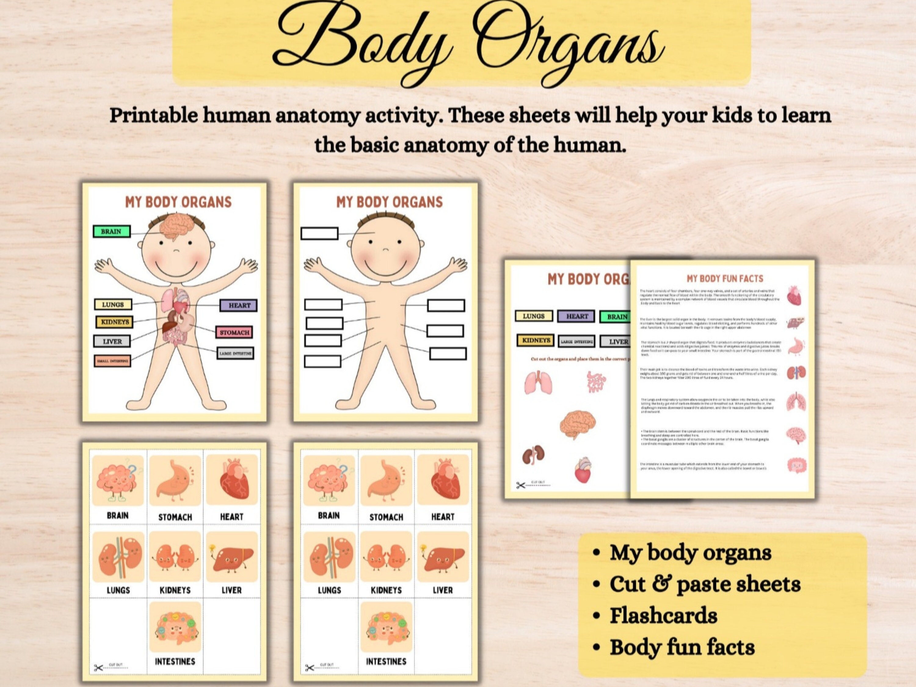 Human Anatomy Busy Book Printable Preschool Worksheets Homeschool ...
