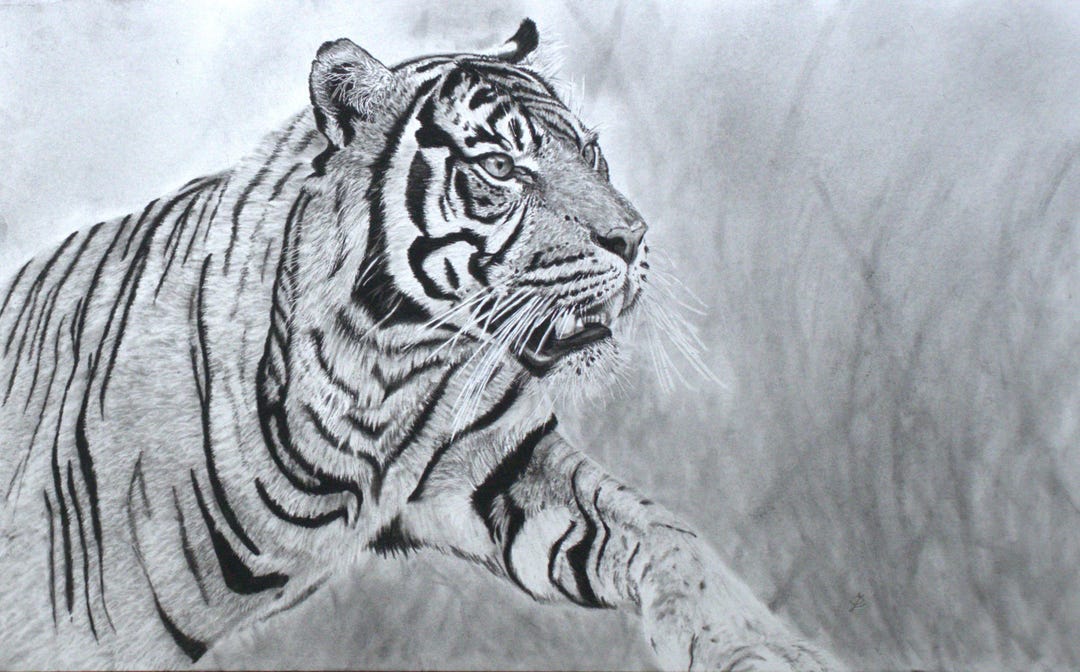 Sumatran Tiger Artwork "fading From the World", Original Signed Artwork ...
