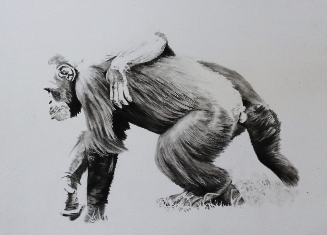 Chimpanzee Friendship Art: Original Carbon Pencil Drawing, Emotional ...