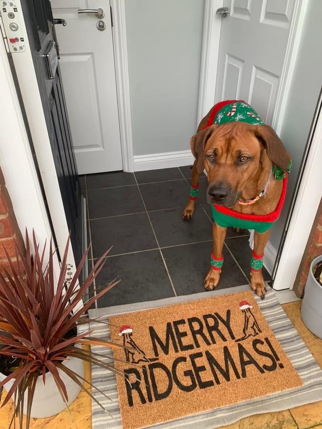 Merry RIDGEMAS. Rhodesian Ridgeback Theme Christmas Mat. Hand Painted ...