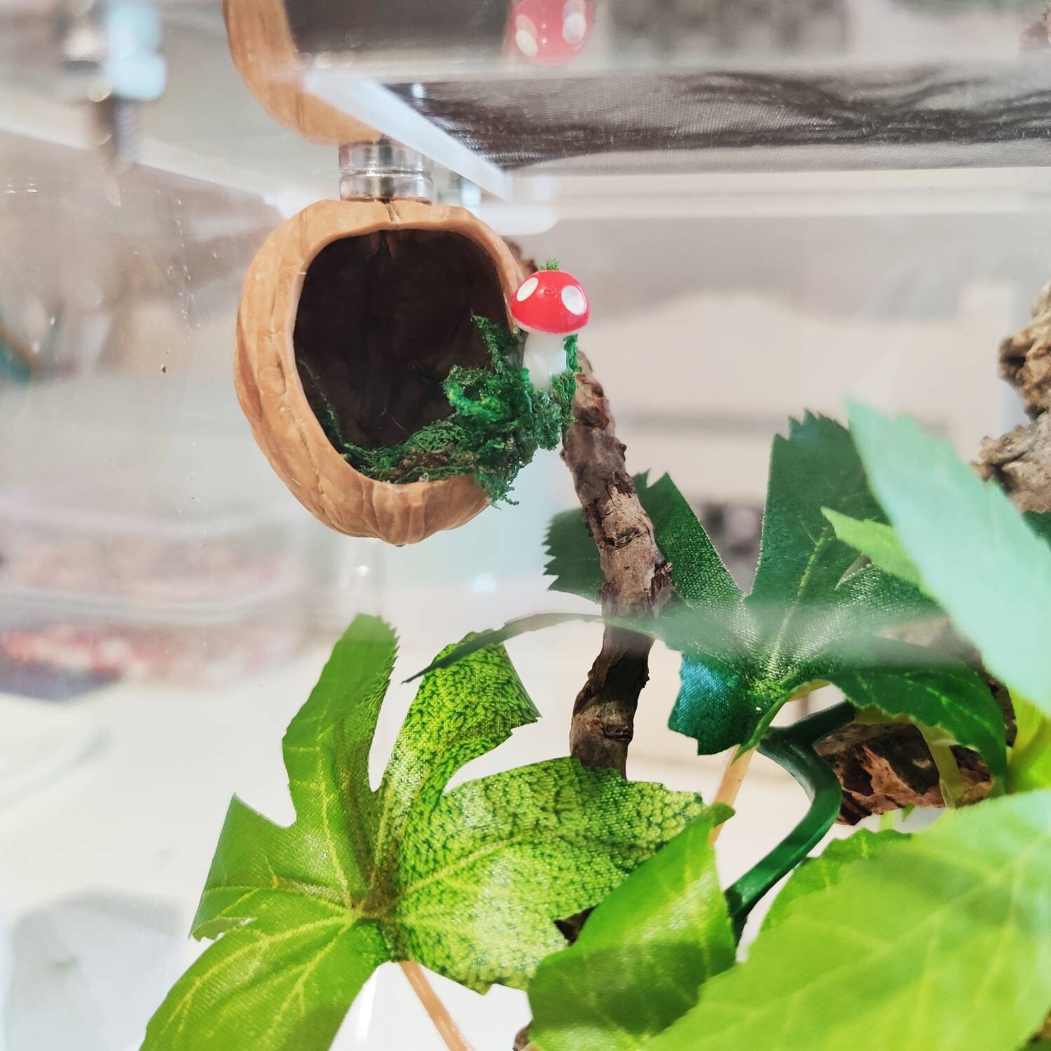 Jumping Spider Magnetic Hideout Walnut Spider Hide Spider - Etsy