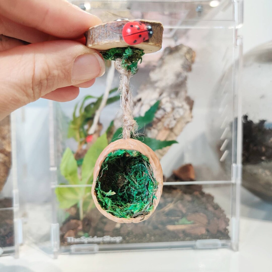 Jumping Spider Magnetic Swing,egg Chair, Hammock, Spider Hide, Spider ...