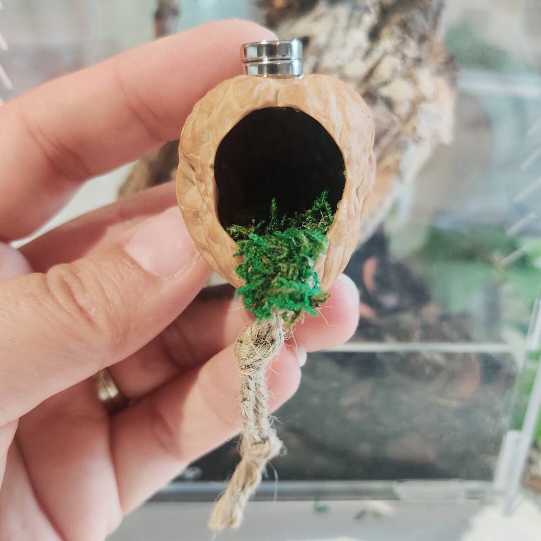 Jumping Spider Magnetic Hideout, Walnut Spider Hide, Spider Hideout - Etsy