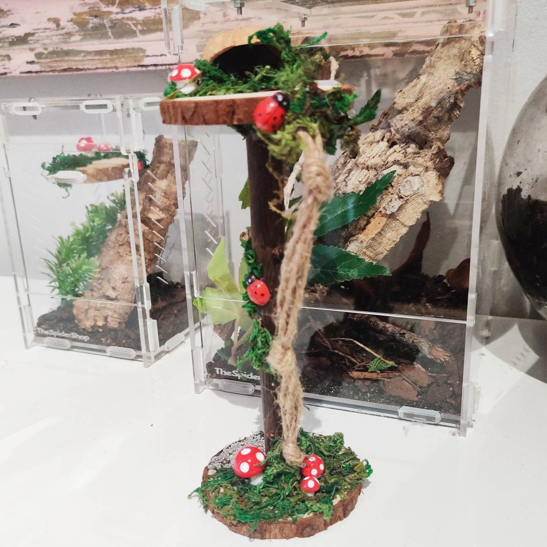 Jumping Spider Treehouse, Pet Spider, Accessories, Hide Out Walnut - Etsy