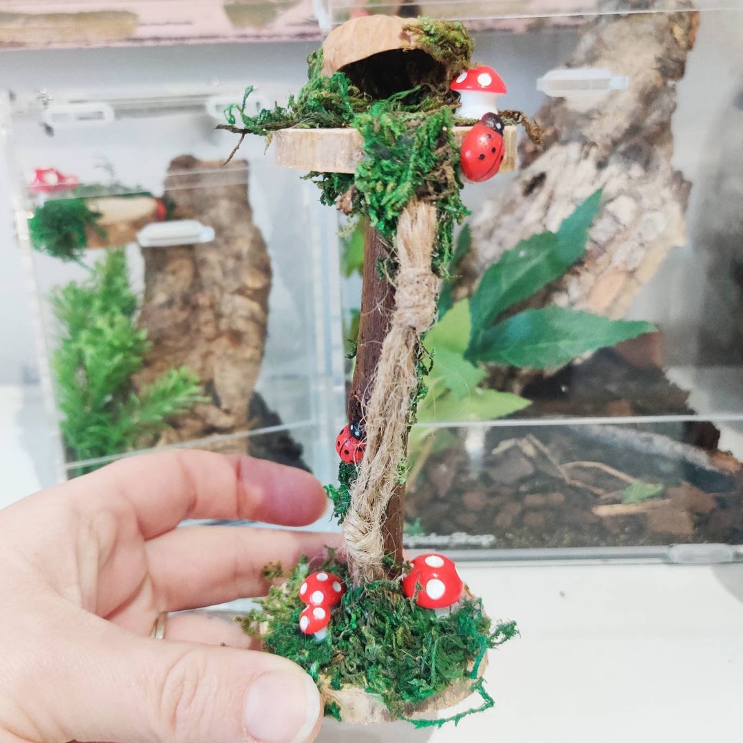 Jumping Spider Treehouse, Pet Spider, Accessories, Hide Out Walnut - Etsy