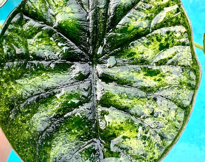 LARGE Alocasia Dragon Scale Mint - Etsy