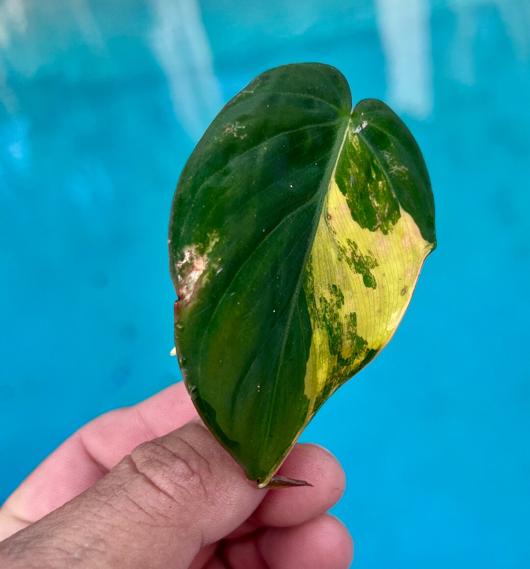 HIGHLY Variegated Mican Aurea 1 LEAF Rooted Cutting node - Etsy