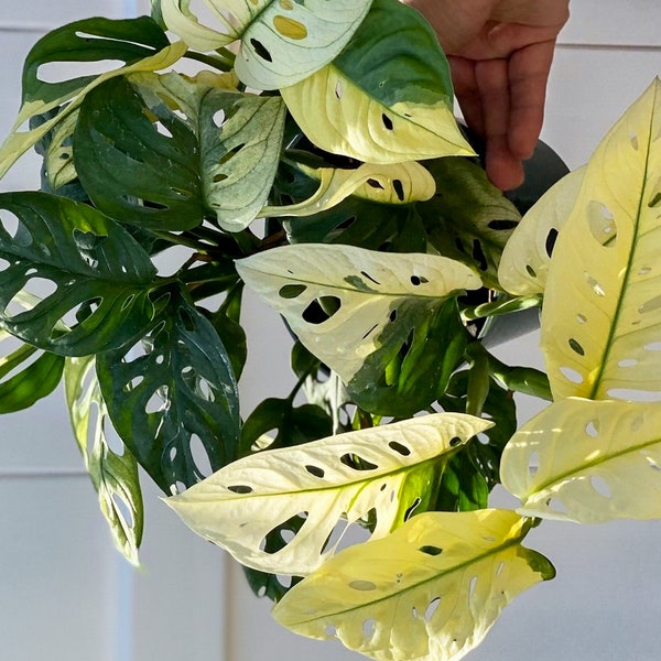 Variegated Adansonii Japan Tri Color - Etsy