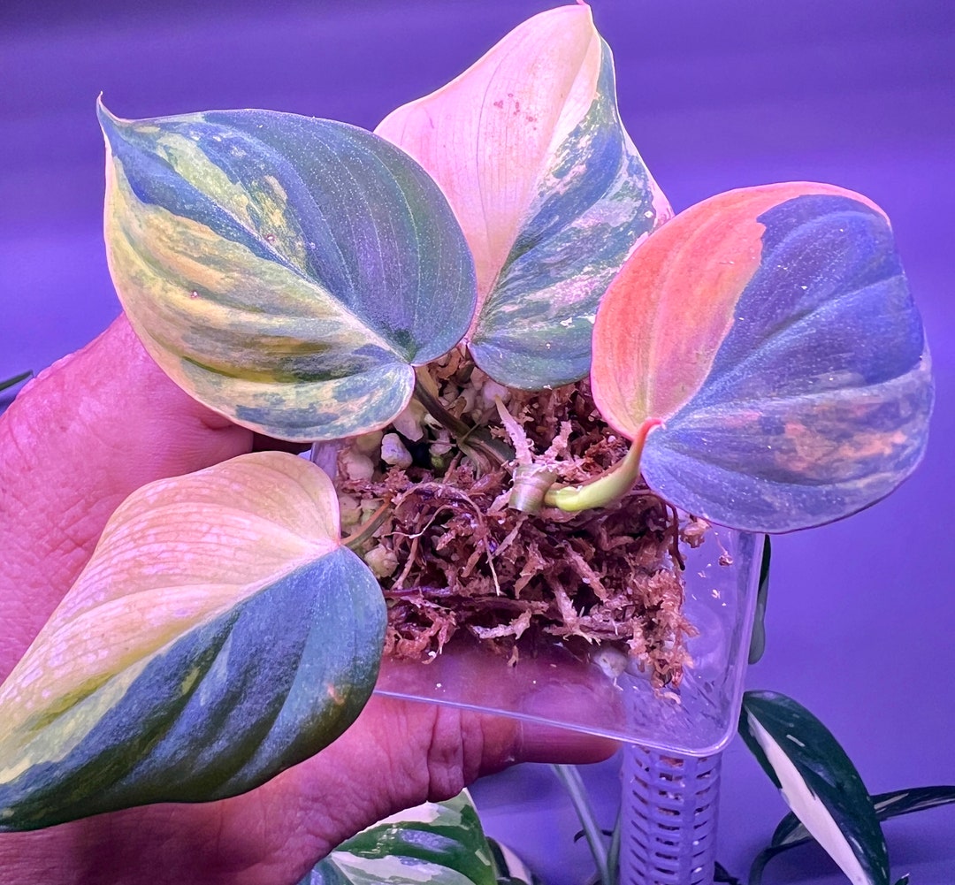 Variegated Mican Aurea TOP CUT ROOTED Plant - Etsy