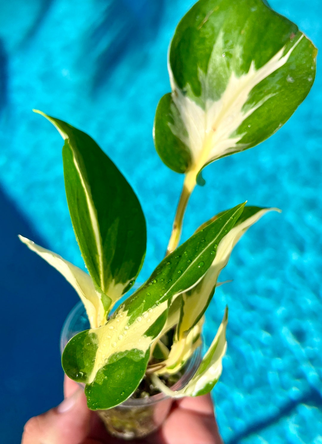 Mutant Manjula Pothos-extremely Rare Highly Variegated harlequin ...