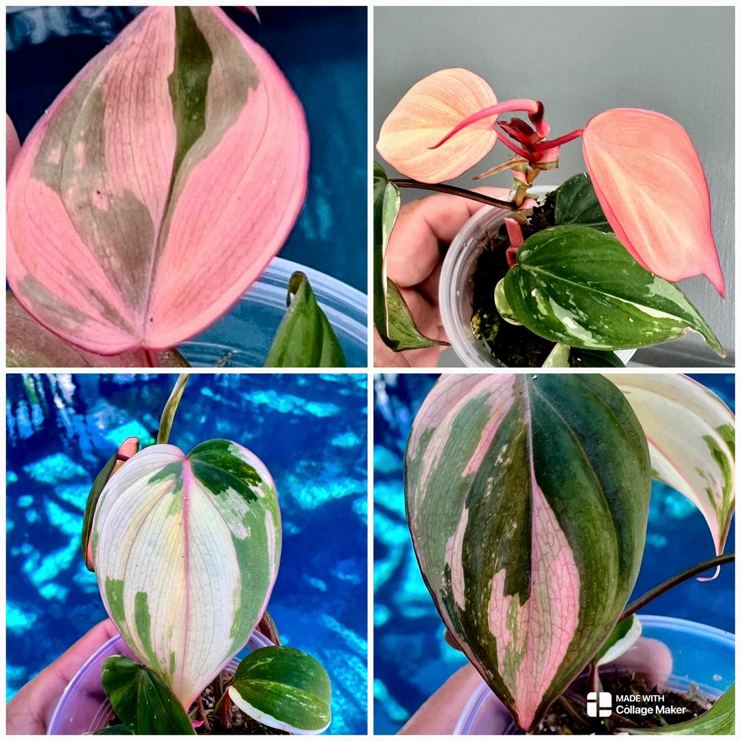 Authentic Pink-albo Mican Philodendron (#1E) -gorgeous and VERY Rare ...