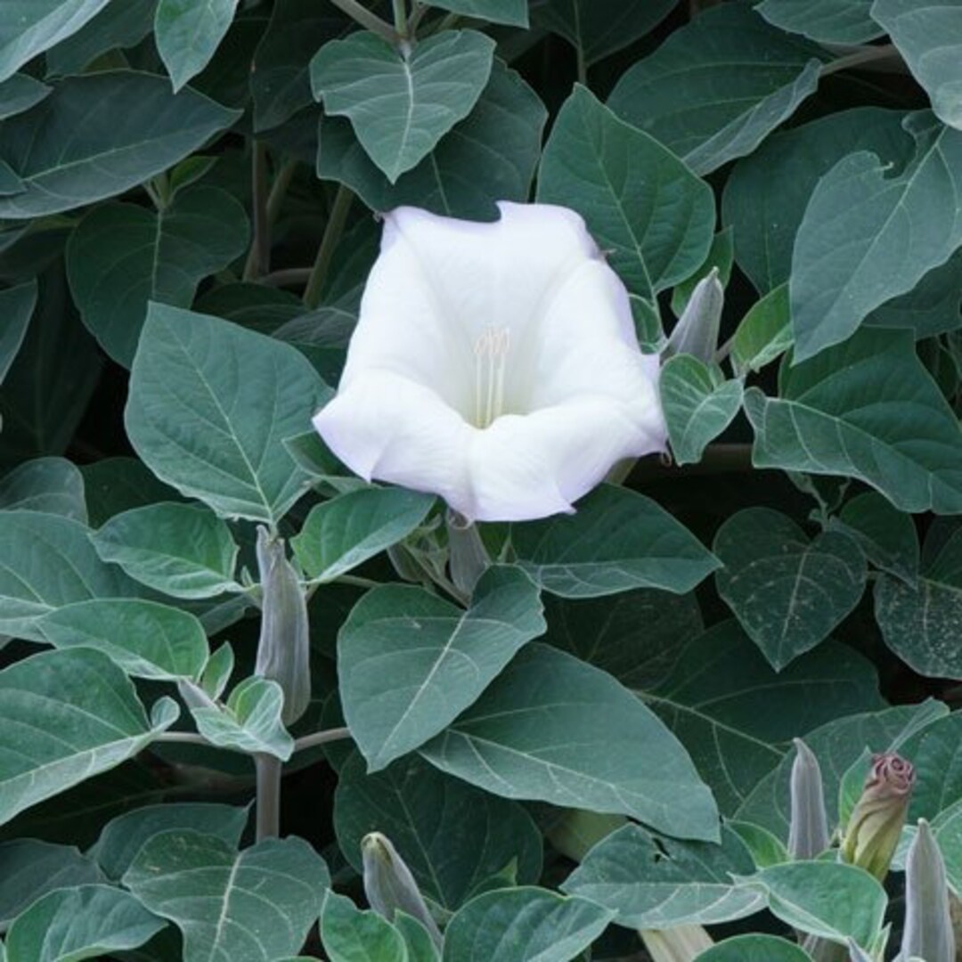 Moon Flower Bush (datura Innoxia), 2.5ml, 75 Seeds - Etsy
