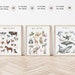 Set of 3 Educational Posters | Animal Posters | Classroom Decor ...