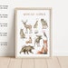 Woodland Animals Poster | Educational Poster | Montessori Poster ...