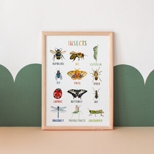 Insects Poster | Educational Poster | Classroom Decor | Preschool ...