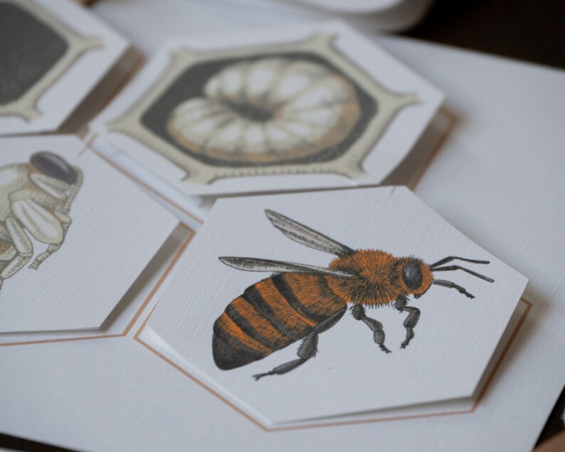 Bee Unit Study | Spring Study Unit | Montessori Material | Bee ...