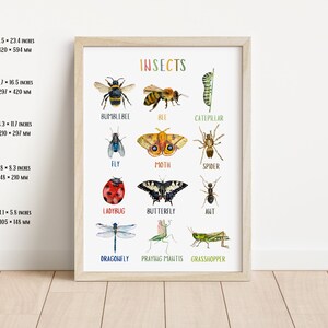Insects Poster | Educational Poster | Classroom Decor | Preschool ...