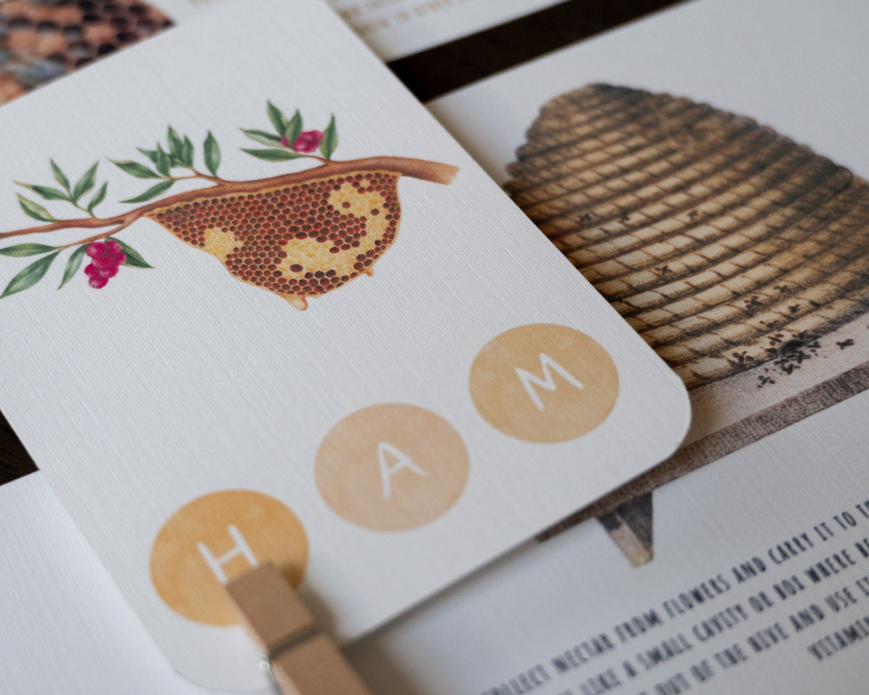 Bee Unit Study Spring Study Unit Montessori Material Bee Flashcards ...