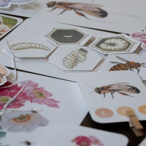 Bee Unit Study | Spring Study Unit | Montessori Material | Bee ...