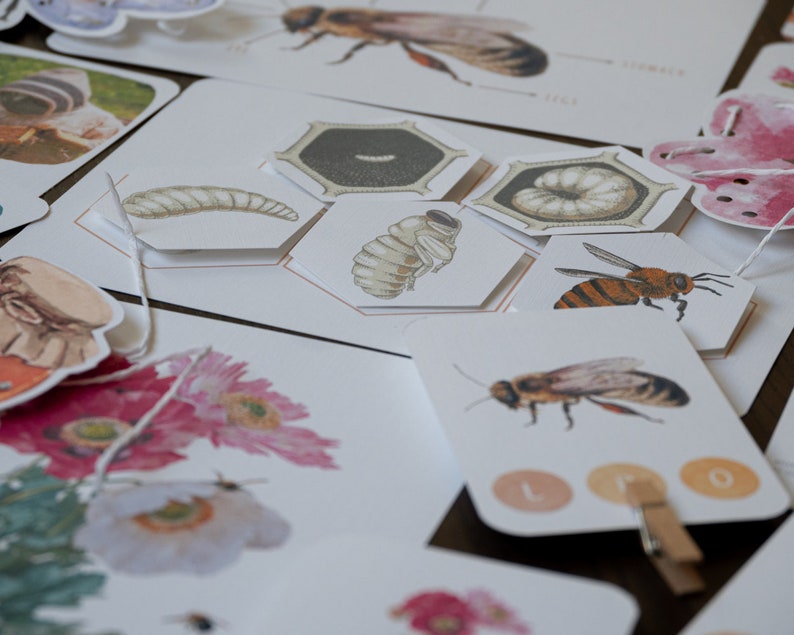 Bee Unit Study Spring Study Unit Montessori Material Bee Flashcards ...