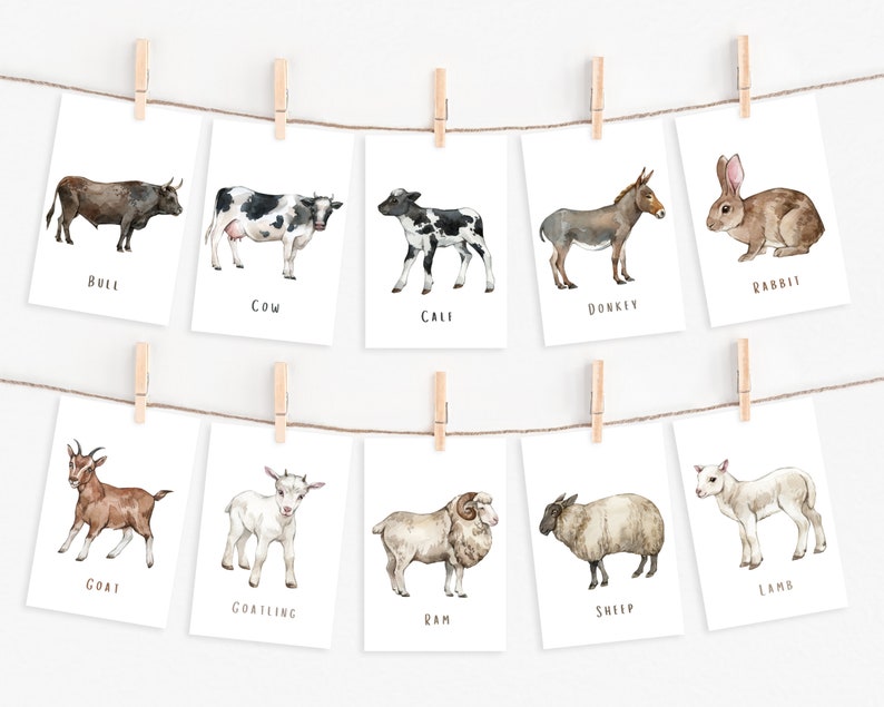 Animal Flashcards Wild Animals Poster Domestic Animals - Etsy