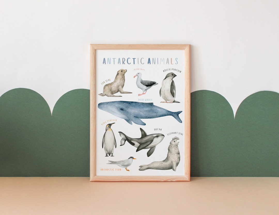 Antarctic Animals Poster | Educational Poster | Classroom Decor ...