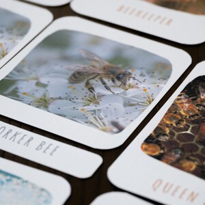 Bee Unit Study | Spring Study Unit | Montessori Material | Bee ...