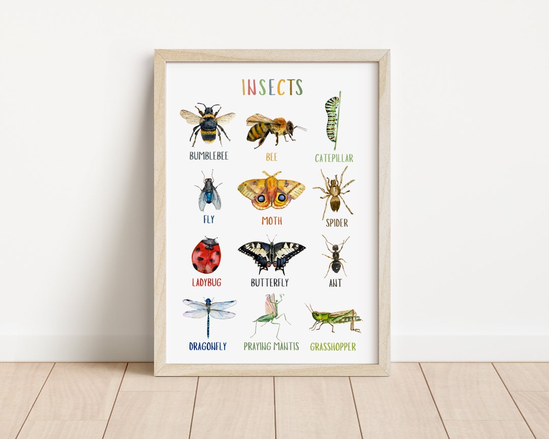 Insects Poster | Educational Poster | Classroom Decor | Preschool ...