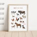 Farm Animals Poster Domestic Animals Poster Educational Poster ...