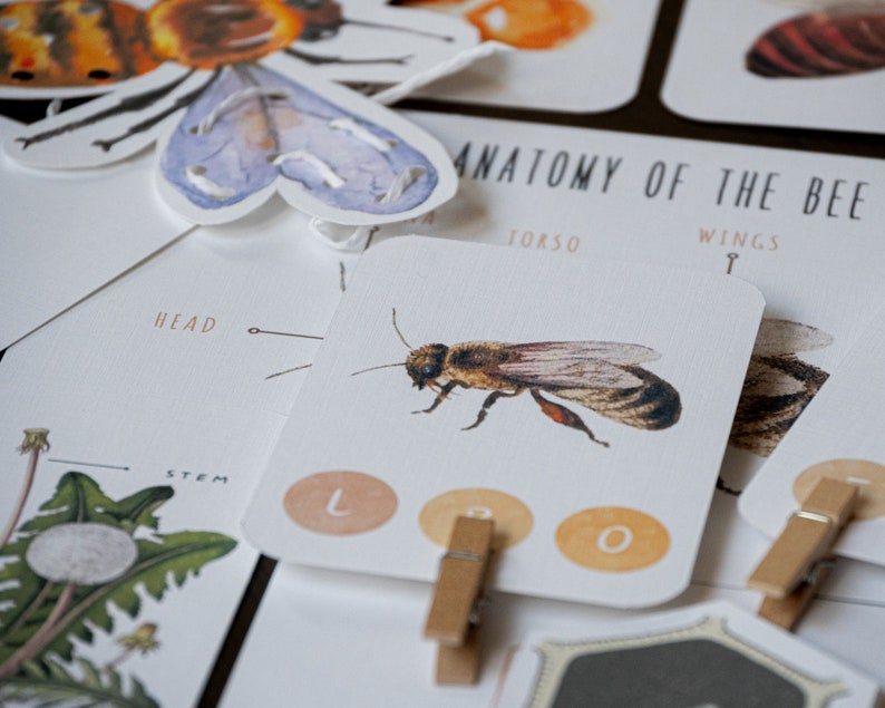 Bee Unit Study Spring Study Unit Montessori Material Bee Flashcards ...