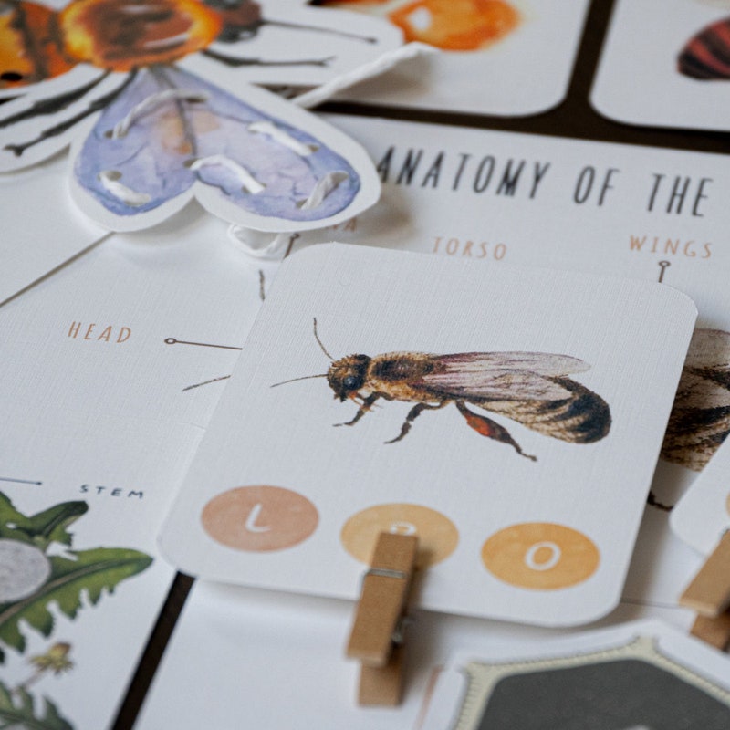 Honey Bee Unit - Etsy