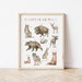 Set of 8 Educational Posters | Wild Animals Posters | Classroom Decor ...