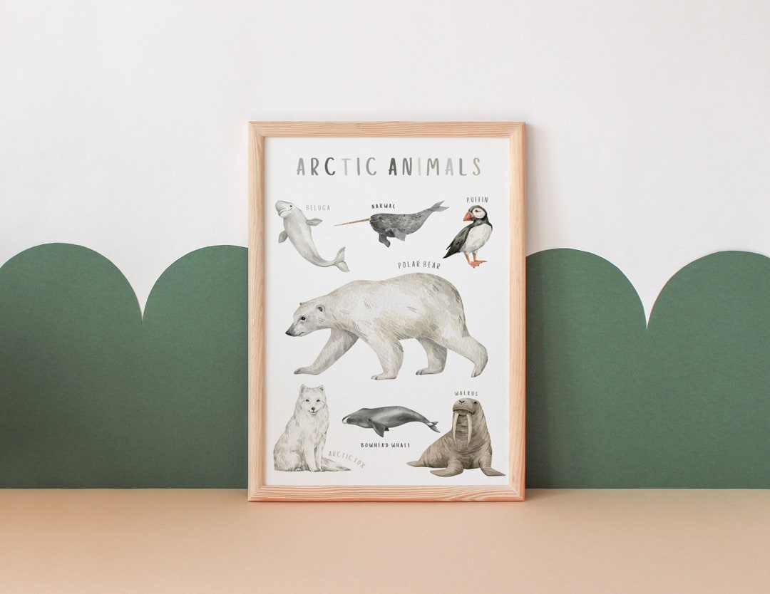 Arctic Animals Poster | Educational Poster | Classroom Decor ...