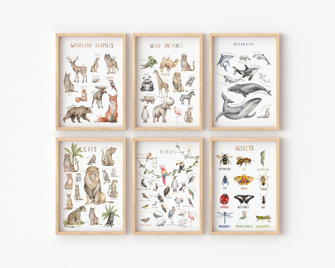 Set of 6 Educational Posters | Wilds Animals Poster | Woodland Animals ...