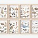 Set of 8 Educational Posters | Wild Animals Posters | Classroom Decor ...
