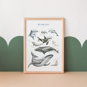 Set of 3 Educational Posters | Animal Posters | Classroom Decor ...