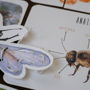 Bee Unit Study | Spring Study Unit | Montessori Material | Bee ...