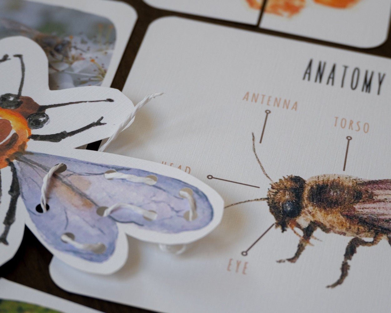 Bee Unit Study Spring Study Unit Montessori Material Bee Flashcards ...