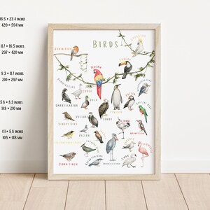 Birds Poster | Educational Poster | Safari Nursery Wall Art ...