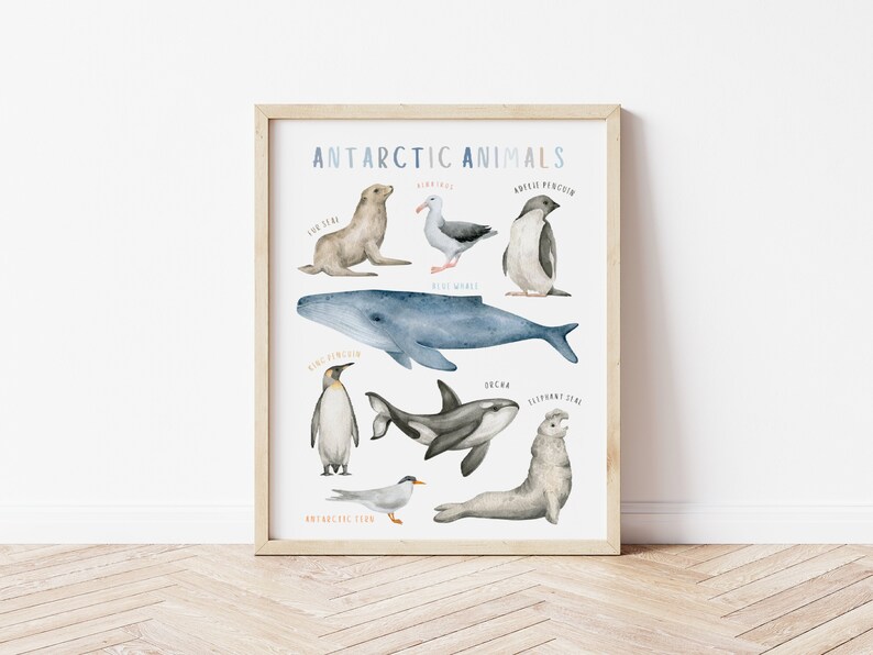 Antarctic Animals Poster | Educational Poster | Classroom Decor ...